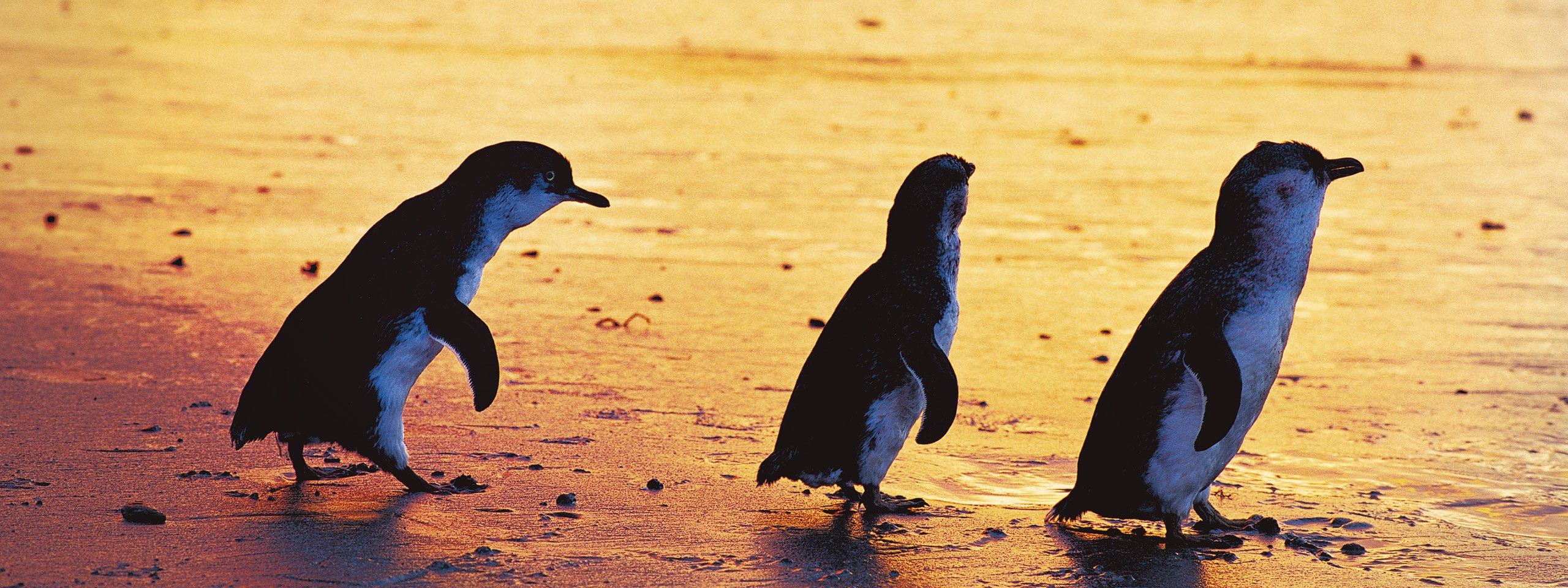 Best Viewing Spots For Penguins in Victoria - AAT Kings