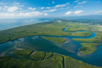 10 Facts About the Daintree Rainforest - AAT Kings