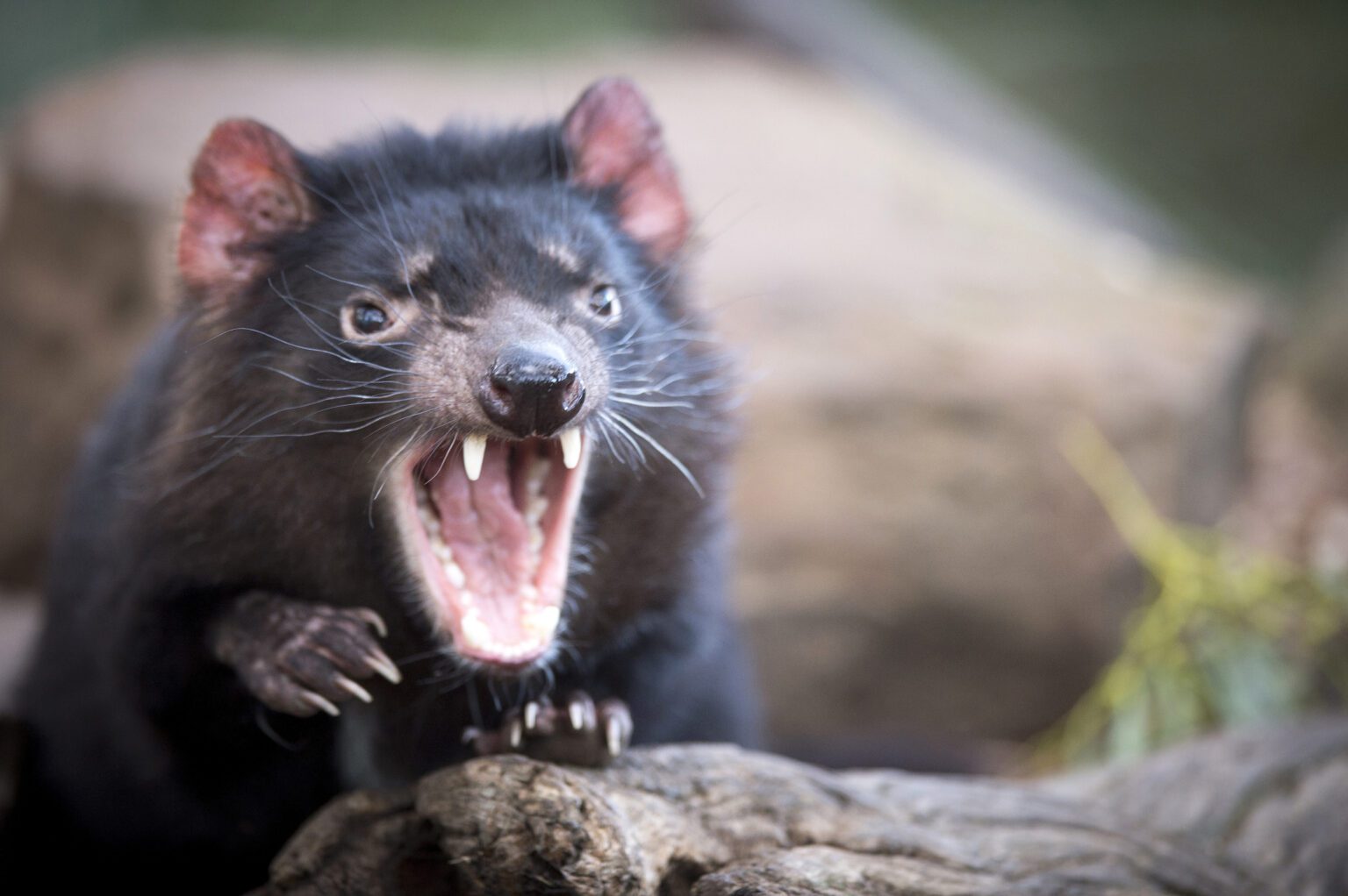 10 Fun Facts about the Tasmanian Devil